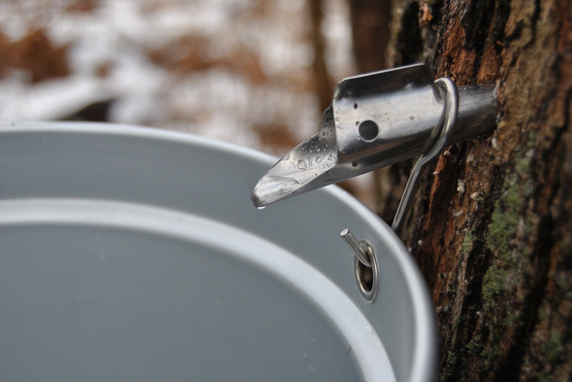 How to Make Maple Syrup- Fun for the Whole Family – Acadian Maple Products